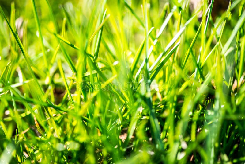 Bright green grass stock photo. Image of freshness, drop - 53323106