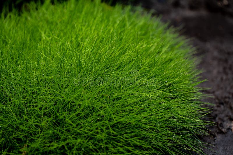 Bright green grass growing stock image. Image of outdoor - 228426913