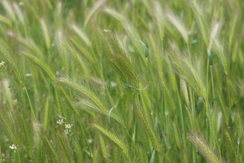 Bright Green Grass Grows in Spring Stock Image - Image of sunny, young ...
