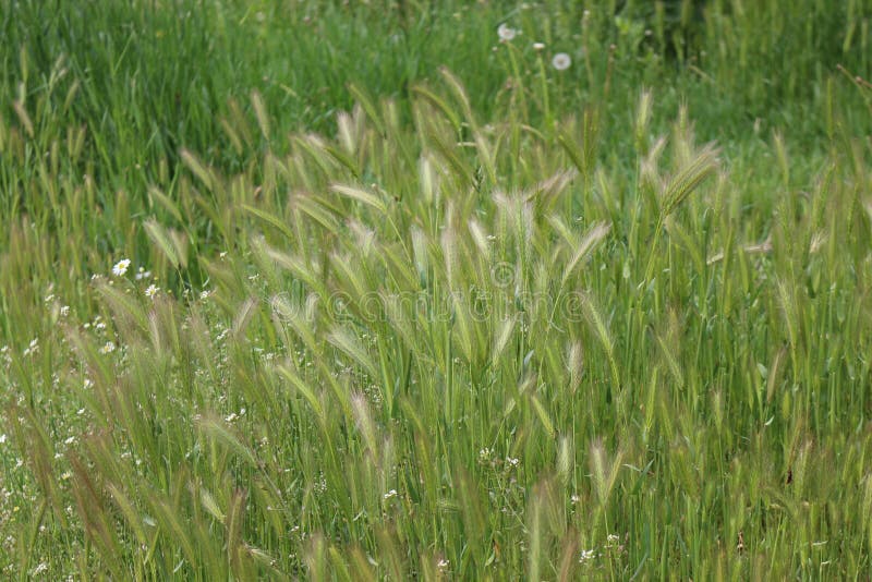 Bright Green Grass Grows in Spring Stock Photo - Image of grass, young ...