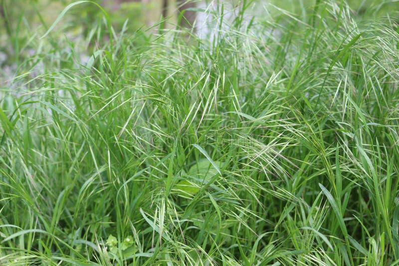 Bright Green Grass Grows in Spring Stock Image - Image of background ...