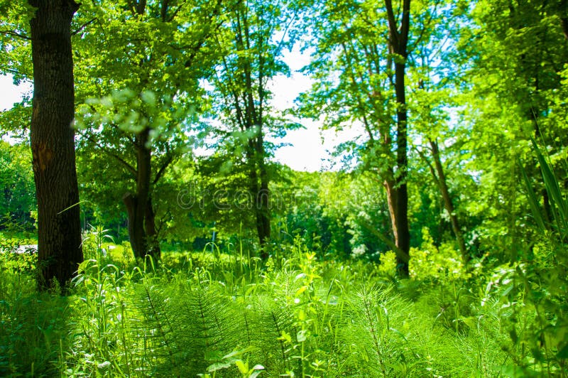 Bright Green Grass and Other Plants in the Forest. Stock Image - Image ...
