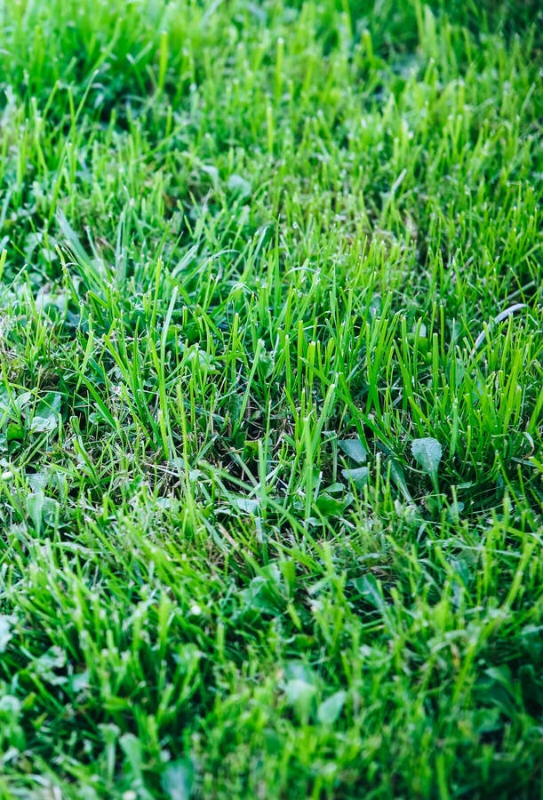 Bright Green Grass Outdoors in the Sun. Natural Lawn Background Stock ...
