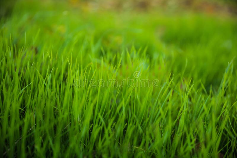 Bright Green Grass in Park. Bokeh Effect Stock Photo - Image of blurred ...