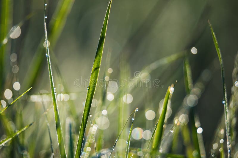 Bright Green Grass with Shiny Dew Stock Image - Image of garden ...