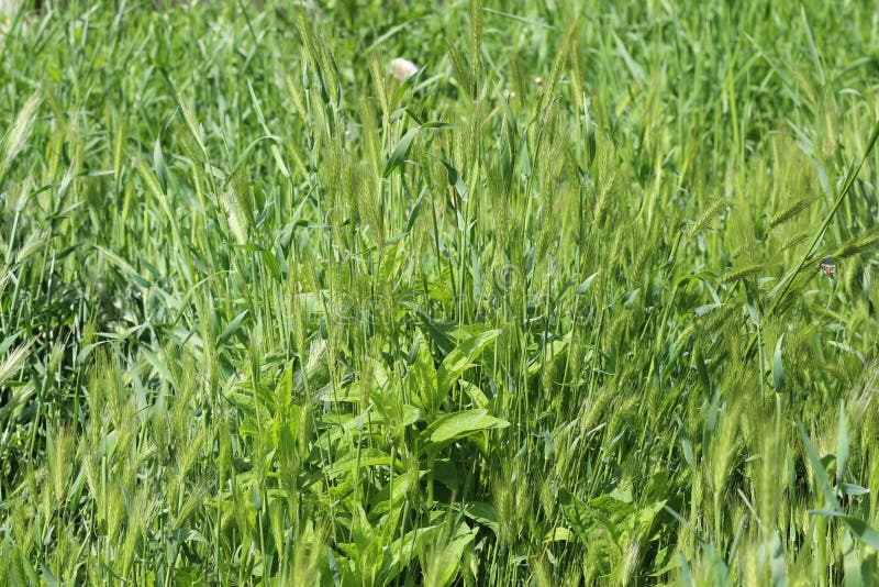 Bright Green Grass Spikes on the Spring Lawn on a Sunny Day Stock Image ...