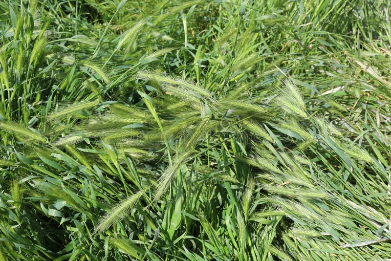 Bright Green Grass Spikes on the Spring Lawn on a Sunny Day Stock Image ...