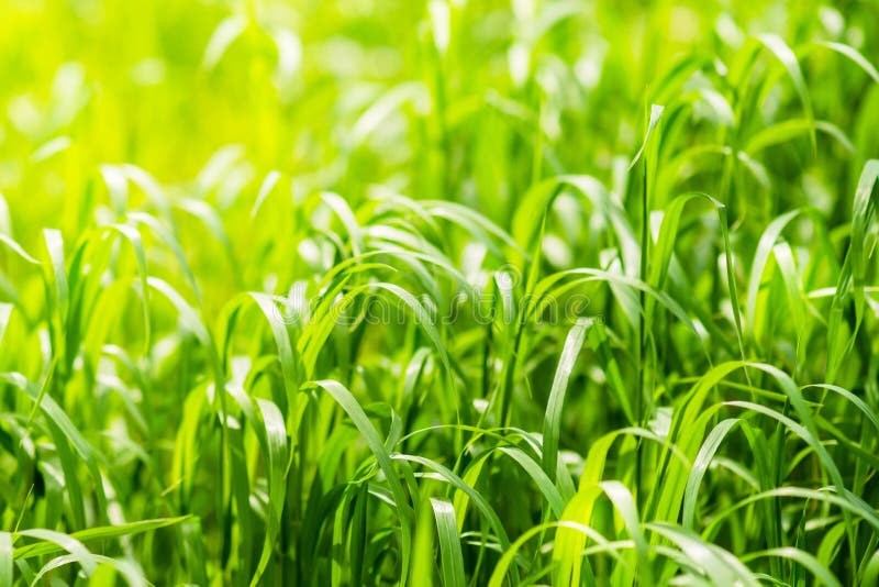 Bright Green Grass on Spring Field in Sunny Day Stock Image - Image of ...