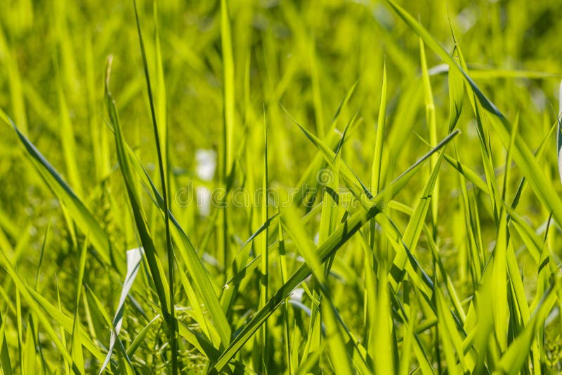 Bright green grass stock image. Image of closeup, plant - 92504671