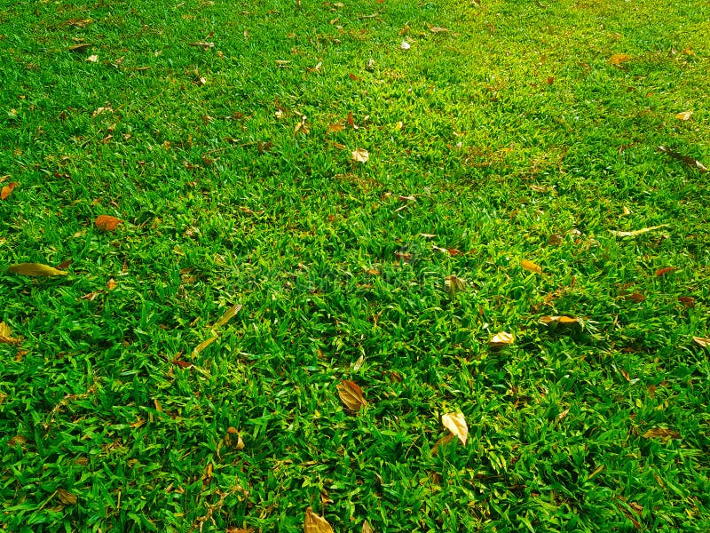 Bright Green Grass Surface Floor Texture Background Stock Photo - Image ...