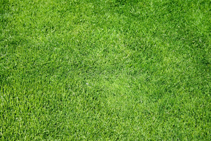 Bright green grass texture stock photo. Image of lawn - 13949318