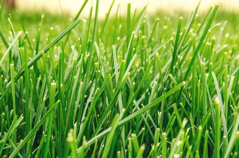 Bright green grass stock photo. Image of freshness, closeup - 103127640