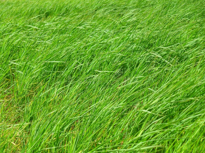 Bright Green Grasses Blowing in the Grass Field on Windy Day Stock ...
