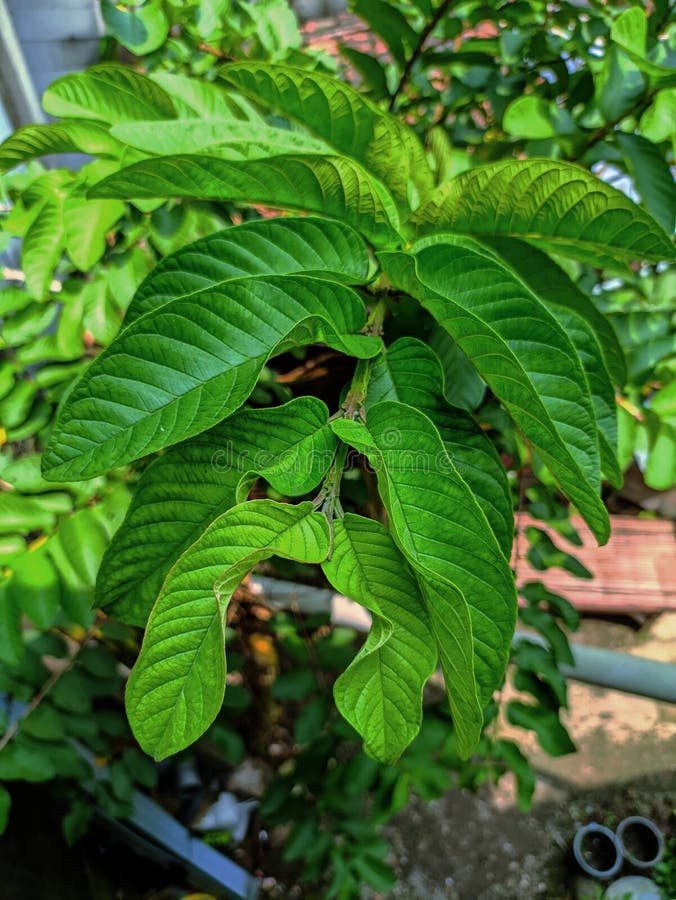 Bright Green Guava Leaves in Natural Sunlight Stock Photo - Image of ...