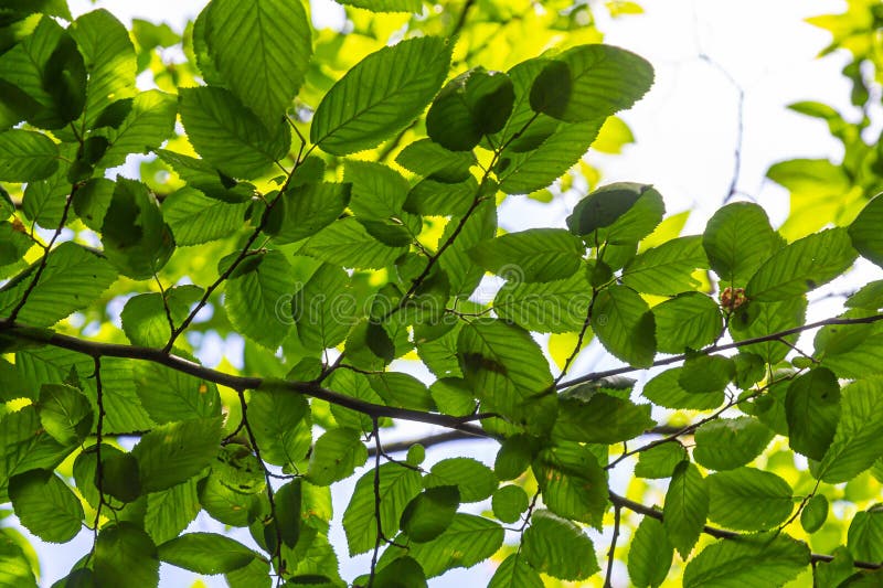 Bright Green Hornbeam Tree Leaves in Front of the Sky. Forest Nature ...