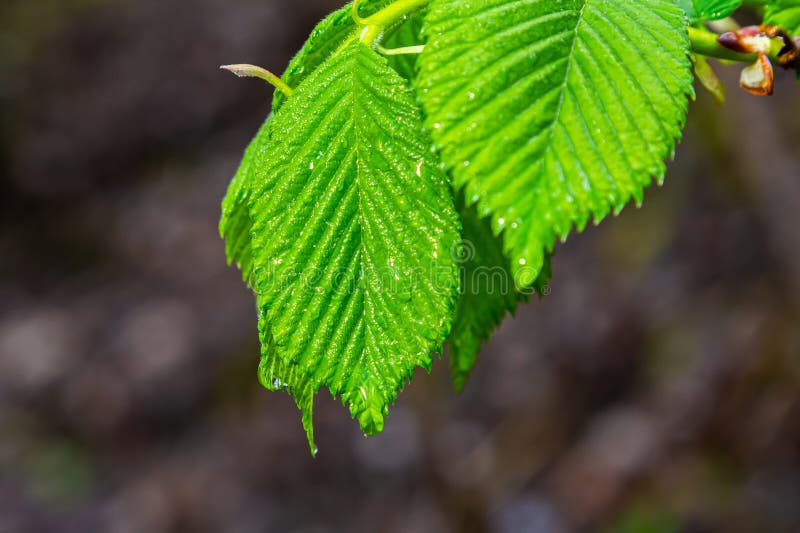 Bright Green Hornbeam Tree Leaves in Front of the Sky. Forest Nature ...