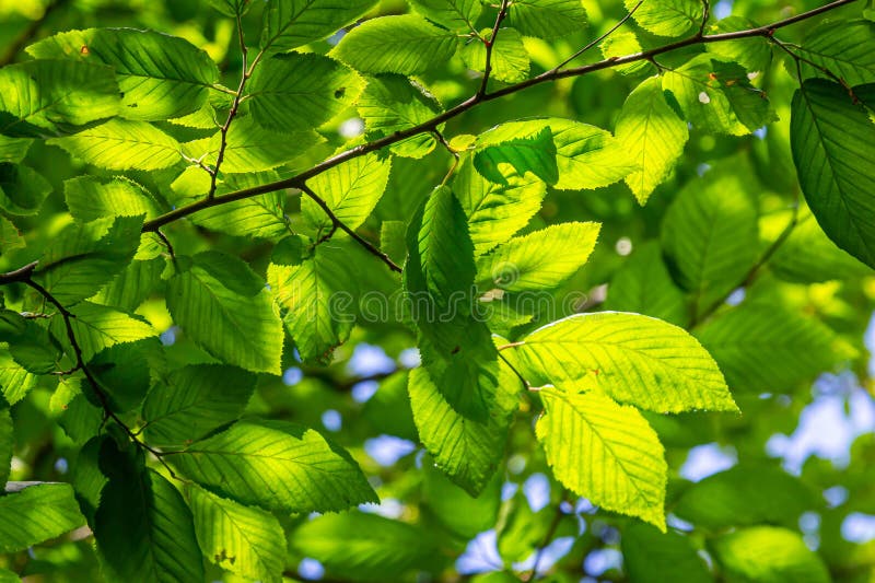 Bright Green Hornbeam Tree Leaves in Front of the Sky. Forest Nature ...