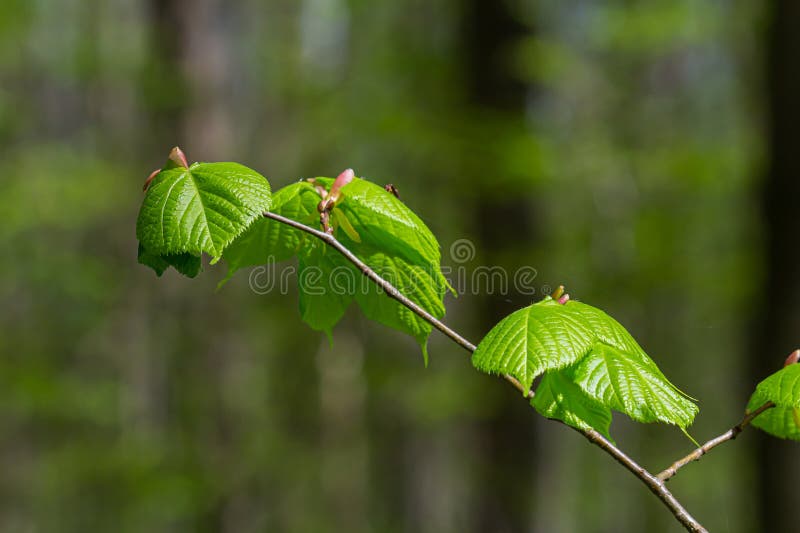 Bright Green Hornbeam Tree Leaves in Front of the Sky. Forest Nature ...