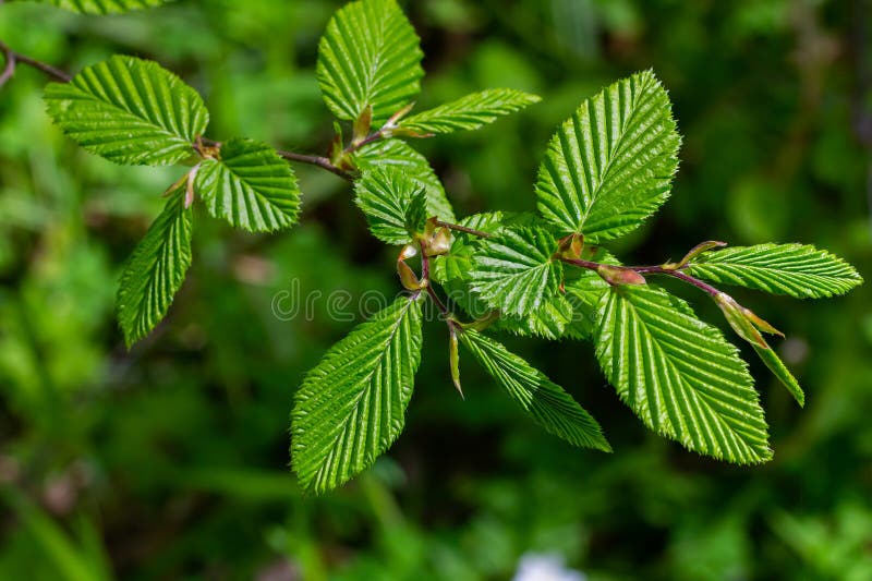 Bright Green Hornbeam Tree Leaves in Front of the Sky. Forest Nature ...