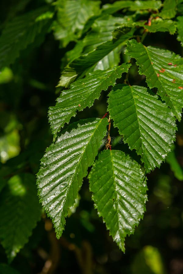 Bright Green Hornbeam Tree Leaves in Front of the Sky. Forest Nature ...