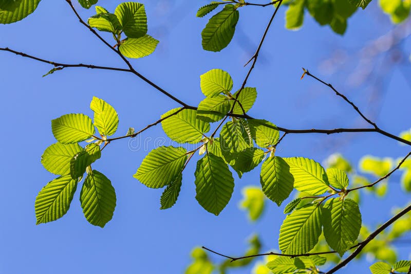 Bright Green Hornbeam Tree Leaves in Front of the Sky. Forest Nature ...