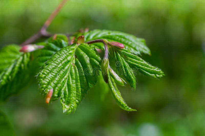 Bright Green Hornbeam Tree Leaves in Front of the Sky. Forest Nature ...