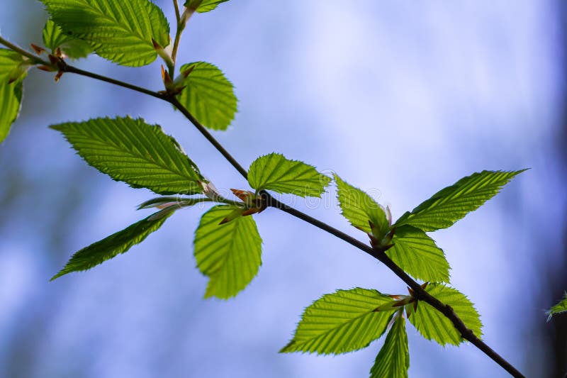 Bright Green Hornbeam Tree Leaves in Front of the Sky. Forest Nature ...