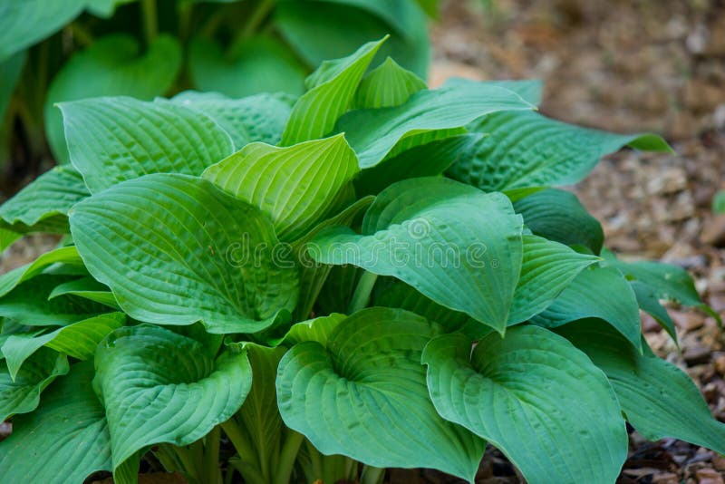 Bright Green Hosta in Garden. Stock Image - Image of botany, lush ...