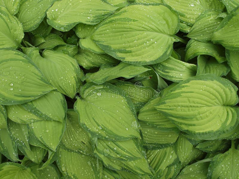 Green Hosta Leaves stock photo. Image of background, garden - 28360646