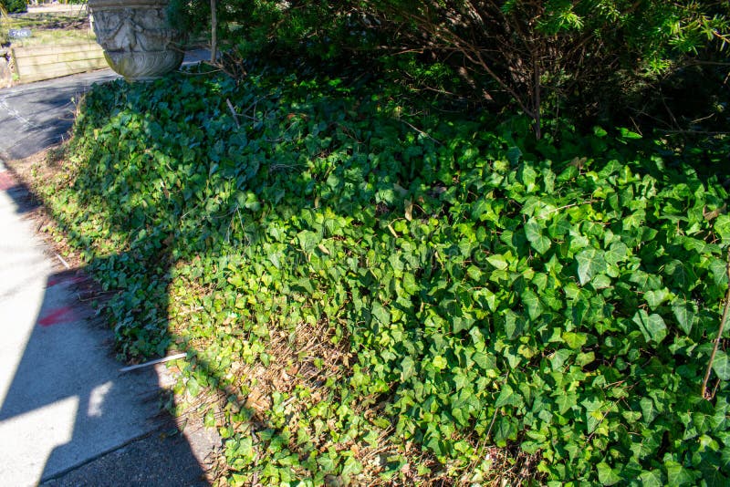 Bright Green Ivy on a Path stock image. Image of outside - 176736799