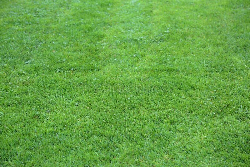 Bright green lawn stock image. Image of lawn, environment - 73959655