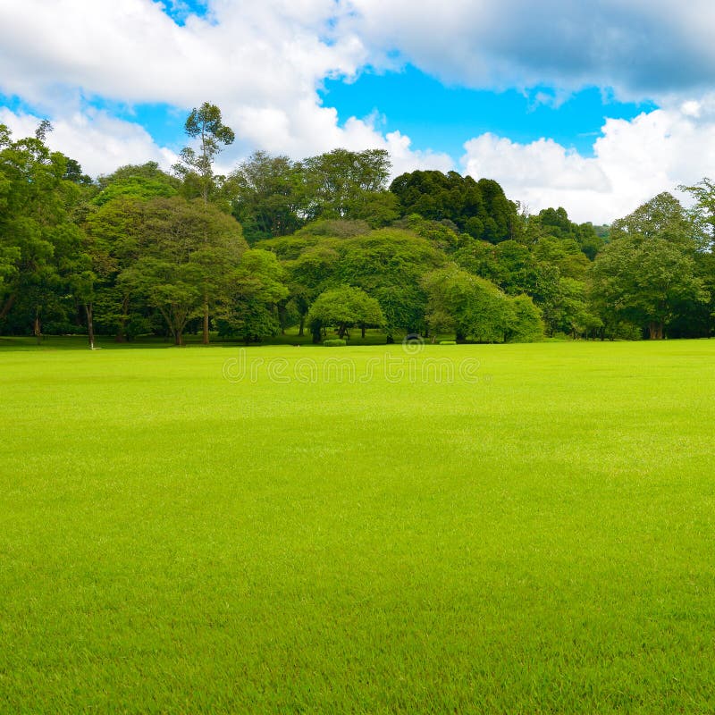 Green lawn stock image. Image of stump, summer, green - 42033179