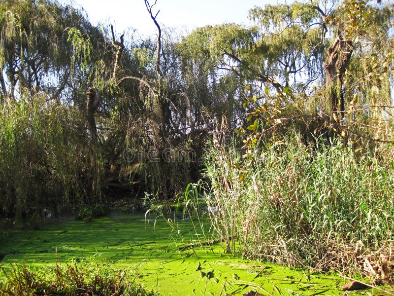 BRIGHT GREEN LAYER of ALGAE on STAGNANT WATER NEXT TO REEDS Stock Photo ...
