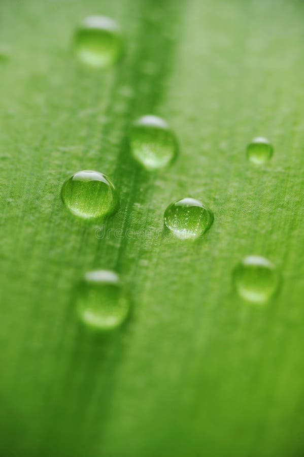 Bright green leaf stock image. Image of raindrop, chlorophyll - 12018459