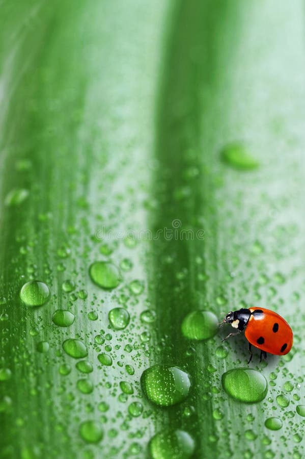Bright green leaf stock photo. Image of chlorophyll, drop - 12078430
