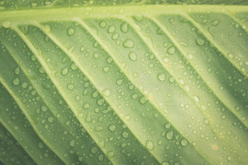 Bright Green Leaf and Water Drop Stock Image - Image of environmental ...