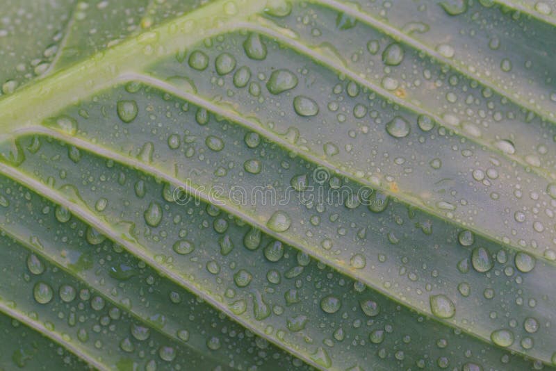 Bright Green Leaf and Water Drop Stock Photo - Image of grass, botany ...