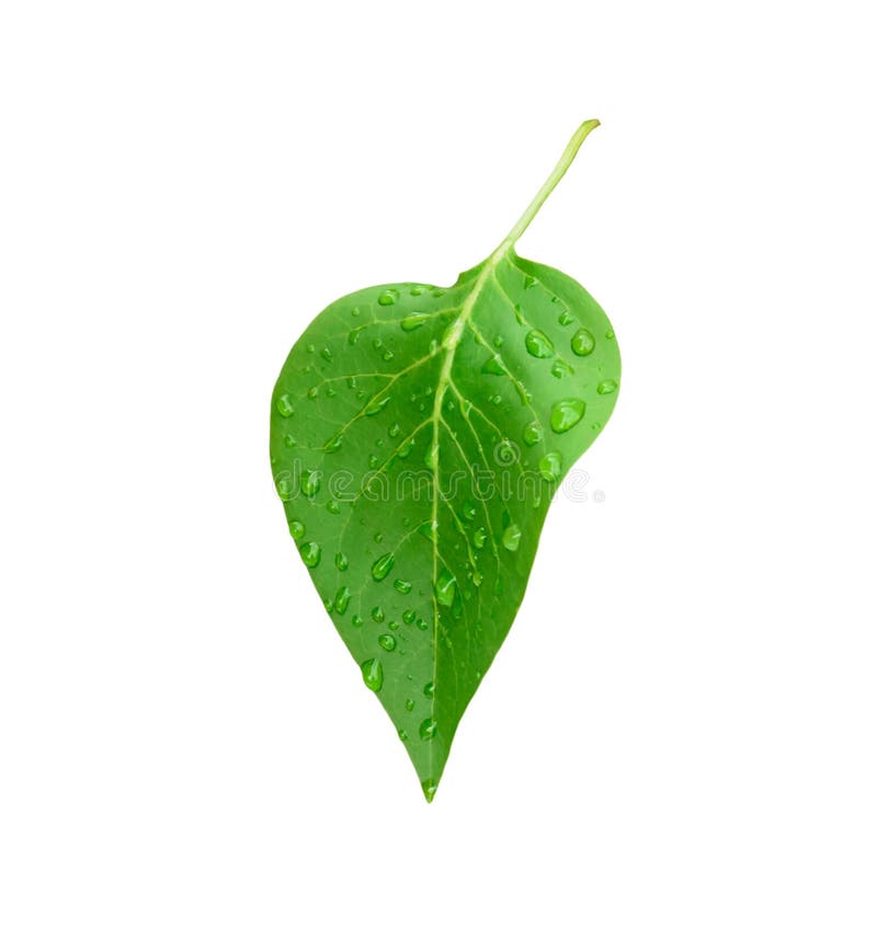 Bright Green Leaf with Water Drops Stock Photo - Image of leaf, bright ...