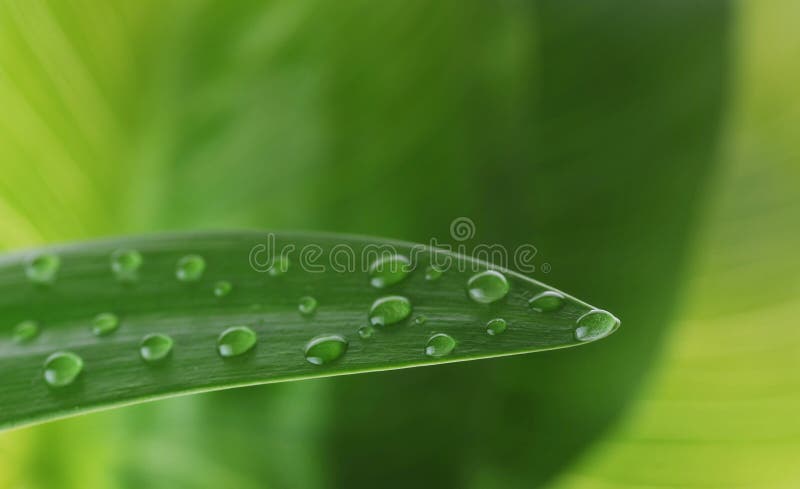Bright green leaves stock image. Image of drop, textured - 12018457