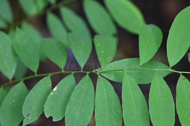 Bright green leaves stock photo. Image of tree, bunch - 352875696
