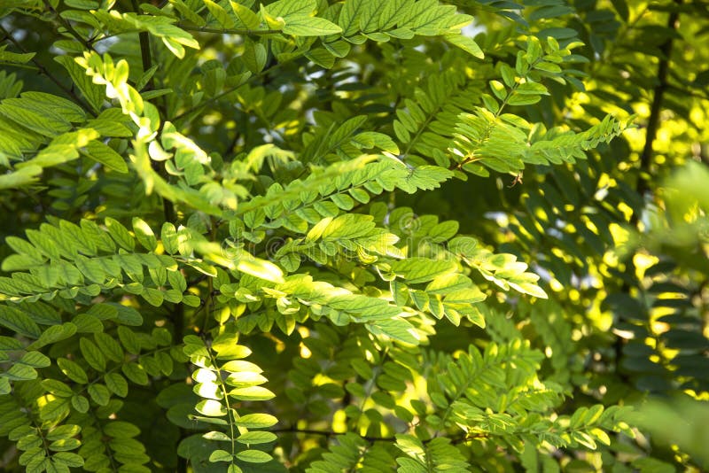 A Cassia tree stock photo. Image of tree, fistula, yellow - 123882732
