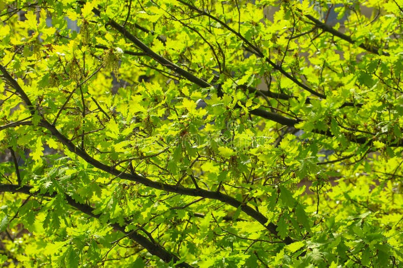 Dentate Oak Stock Photos - Free & Royalty-Free Stock Photos from Dreamstime