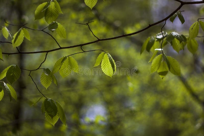 Bright Green leaves stock photo. Image of detailed, forest - 256108058