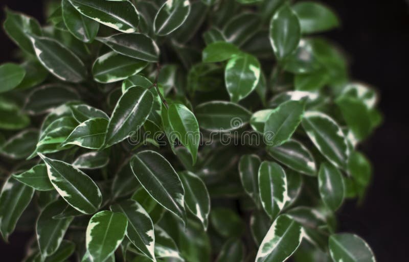 Bright Green Leaves of Home Benjamin Flower Stock Photo - Image of ...