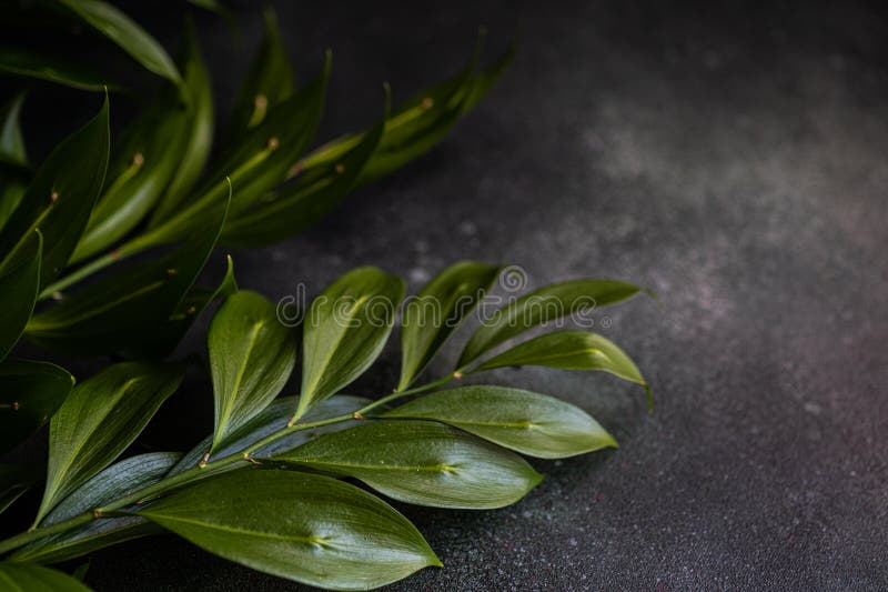 Bright Green Leaves of Italian Ruscus Plant Stock Photo - Image of flat ...