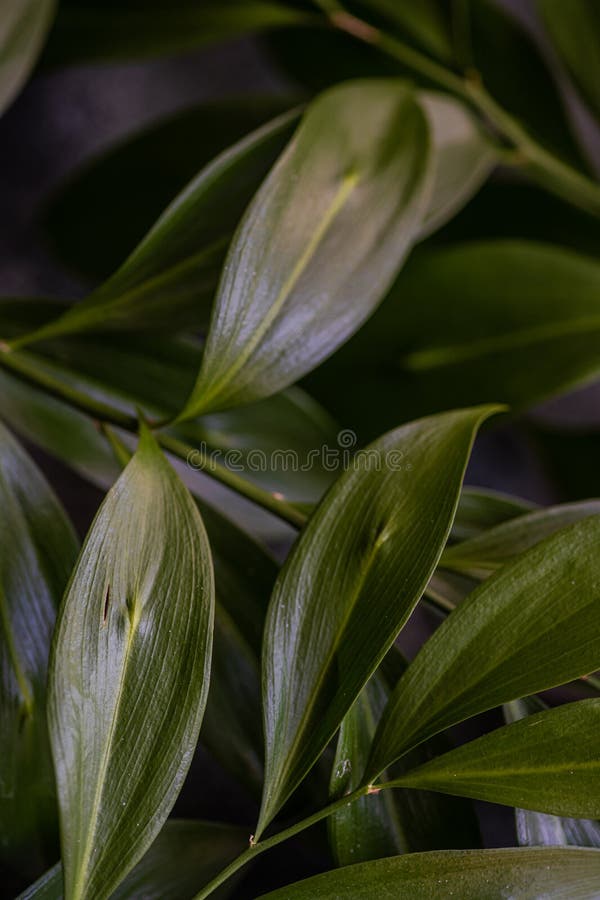 Bright Green Leaves of Italian Ruscus Plant Stock Photo - Image of ...
