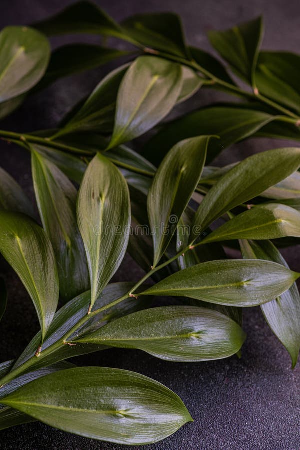 Bright Green Leaves of Italian Ruscus Plant Stock Photo - Image of ...