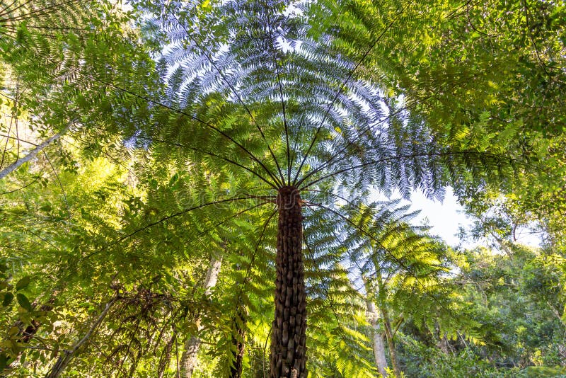 Patterns Created by Large Tree Ferns Stock Image - Image of bright ...