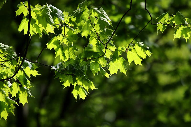 Green Maple Leaves stock image. Image of nature, growth - 187989877