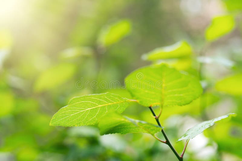 Bright Green Leaves in the Sunlight Stock Photo - Image of bright, lush ...